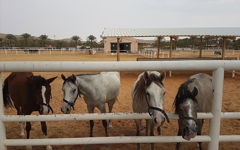 Arabian Horse Center